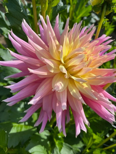 Clearview Jonas | Brentwood Farm