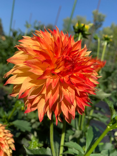 Bloomquist Georgia | Brentwood Farm