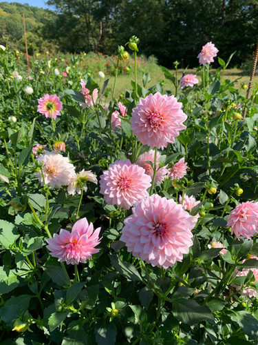 KA's® Mocha Jake | Brentwood Farm