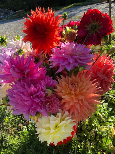 Edna C | Brentwood Farm