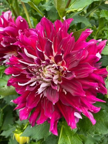 Clearview Magic | Brentwood Farm