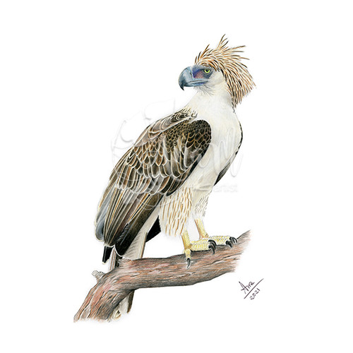 Philippine Eagle (Pithecophaga jefferyi) - Giclée Print | Ana María ...