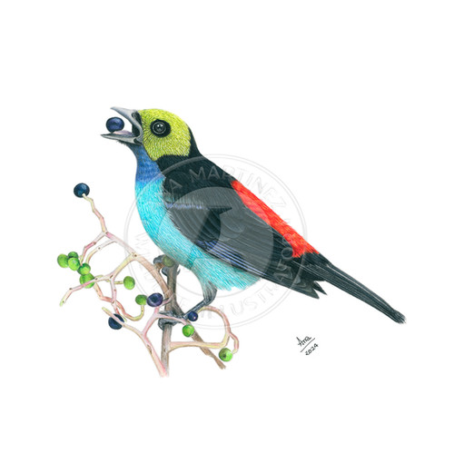 Paradise Tanager (Tangara chilensis) – Giclée Print | Ana María Martínez J
