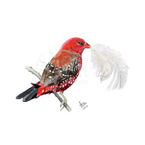 Red Avadavat (Amandava amandava) - Giclée Print | Ana María Martínez J
