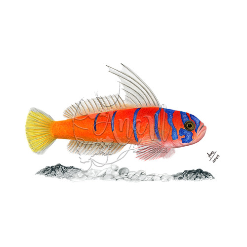 Catalina Goby (Lythrypnus dalli) Giclée Print | Ana María Martínez J