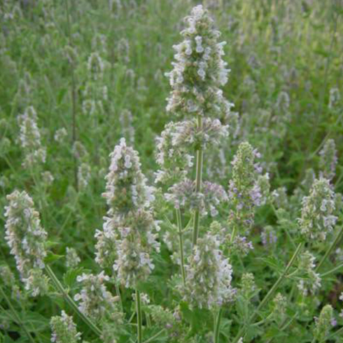 Catnip - Everything You Need To Know
