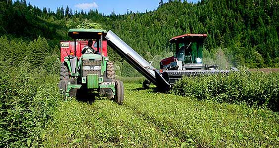 Catnip - Everything You Need To Know