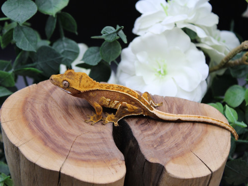 Partial Pinstripe - ACR026 | Frontier Exotics