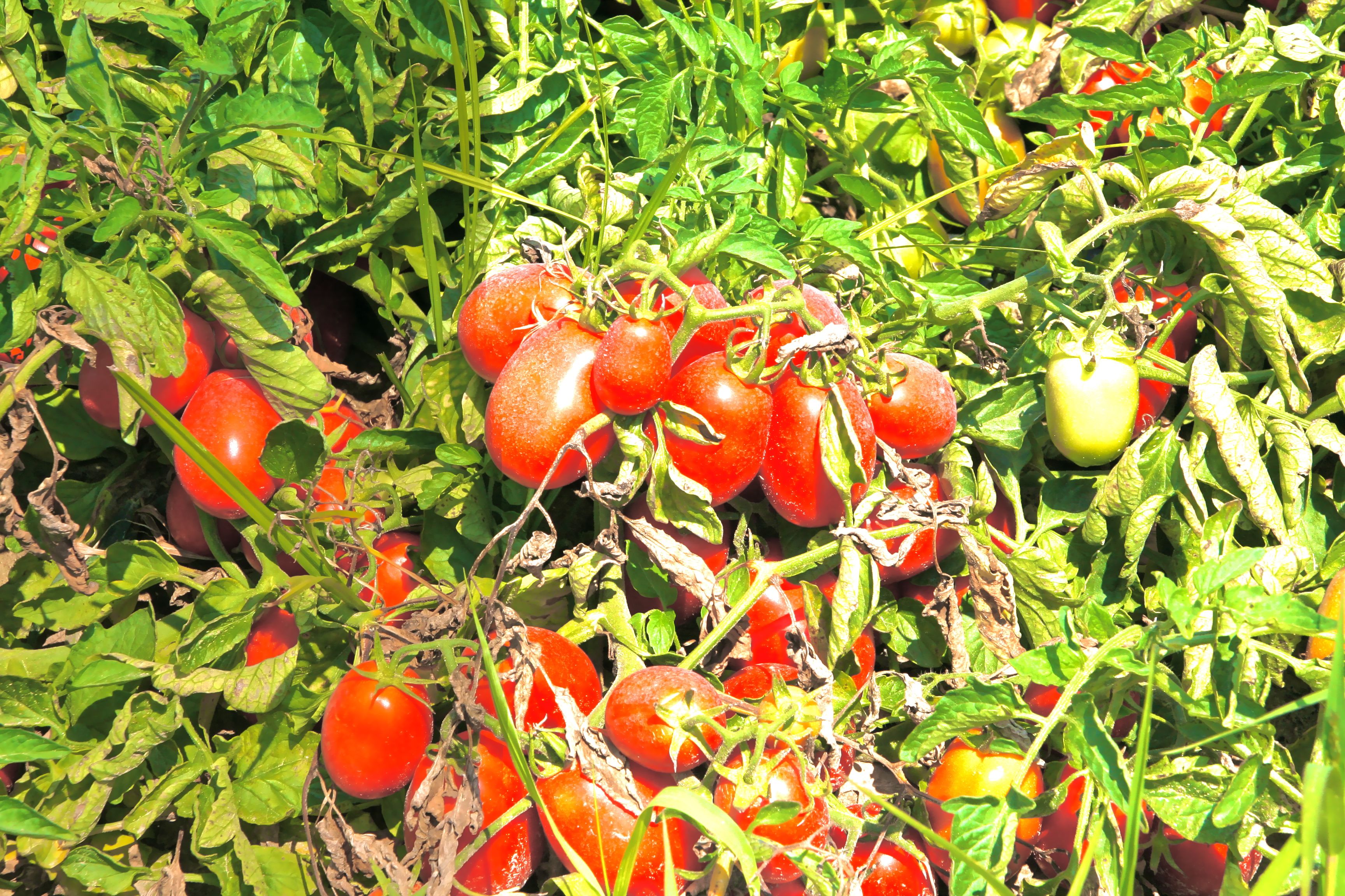 Simpson Brands - Our Foods