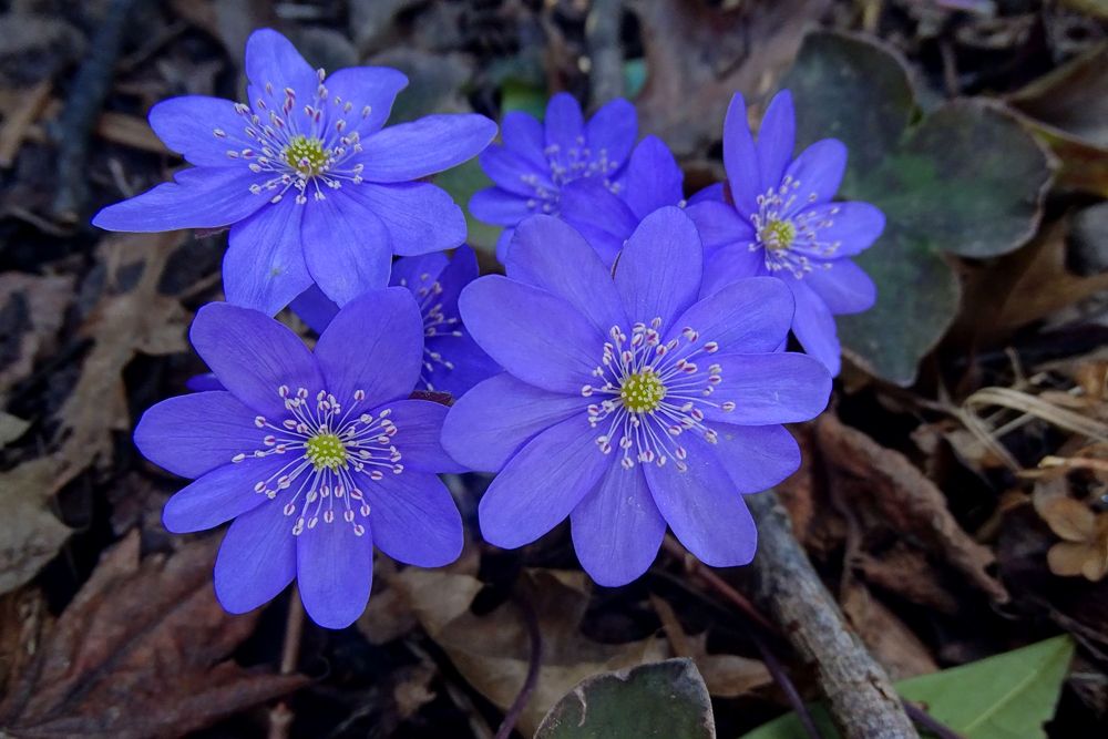 Beitrag | MaDaScha Kräuterhexe