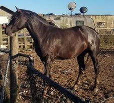 All Available Horses | TheClarityHorseBlog