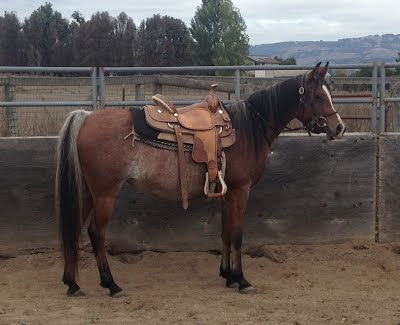 The difference between the Rabicano and the Bay Roan color
