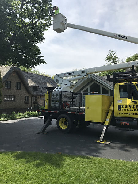 Sunset Tree Service | tree removal near me