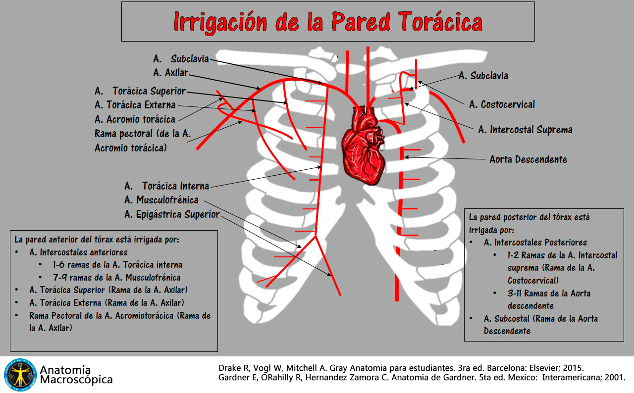 Tórax | Blog Macroanatomia