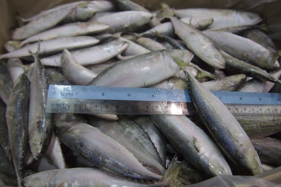 Marine Fishes | mayfresh-frozen