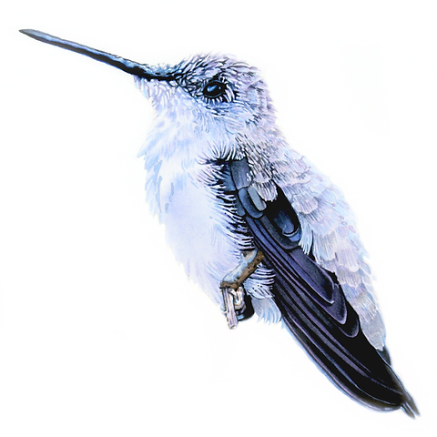 hummingbird study