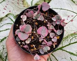 Chain of hearts variegated | valleyranchnursery