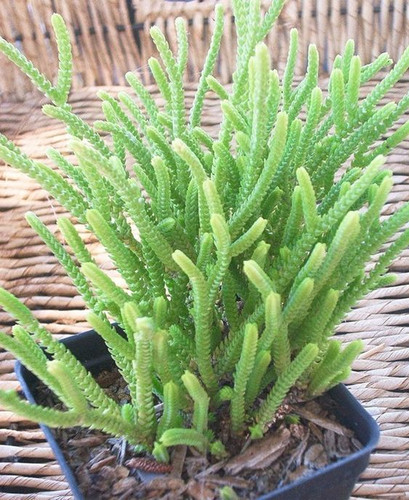 CRASSULA PRINCESS PINE – PLANT | valleyranchnursery