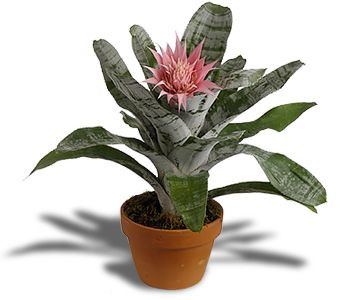 Aechmea pink | valleyranchnursery