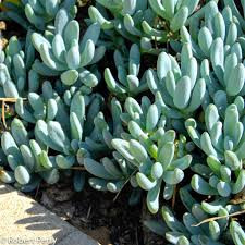 SENECIO SERPENS (dwarf chalk sticks) | valleyranchnursery