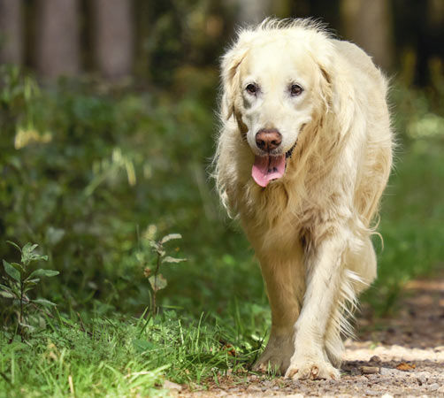 How To Care For An Aging Pet