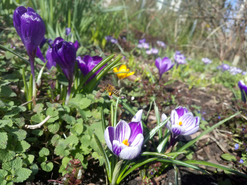 Wildlife Habitat | Kailash Ecovillage