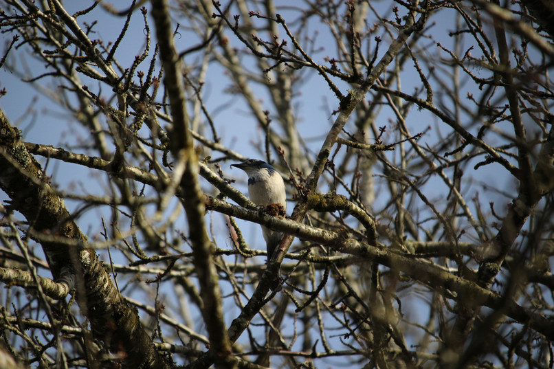 Wildlife Habitat | Kailash Ecovillage