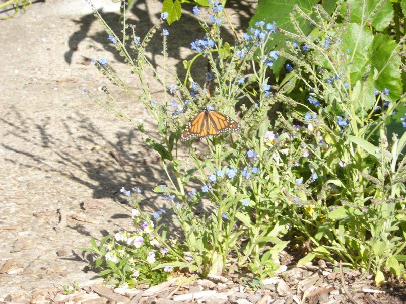 Wildlife Habitat | Kailash Ecovillage