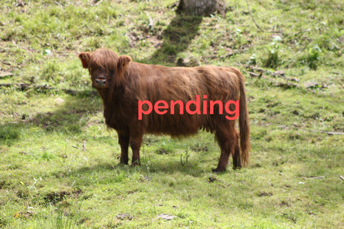 SOLD!! JANET, AHCA BRED COW $5000.00 | Heathen Holler Farm