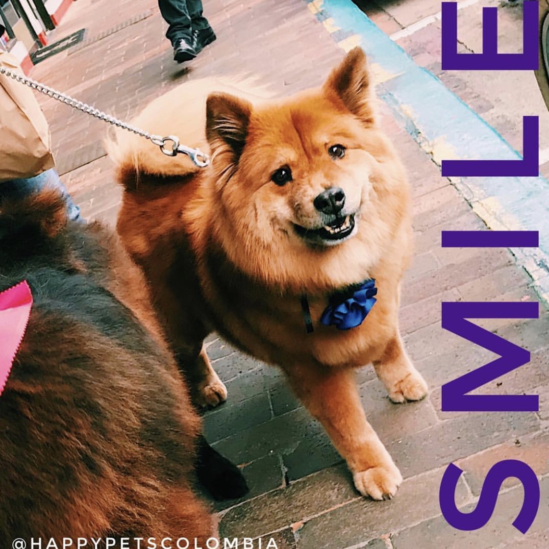 SPA PARA PERROS Y GATOS Happy Pets