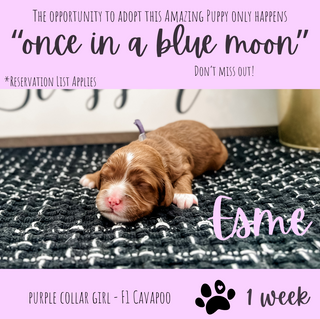 Current Puppies | Ruby's Cavapoos