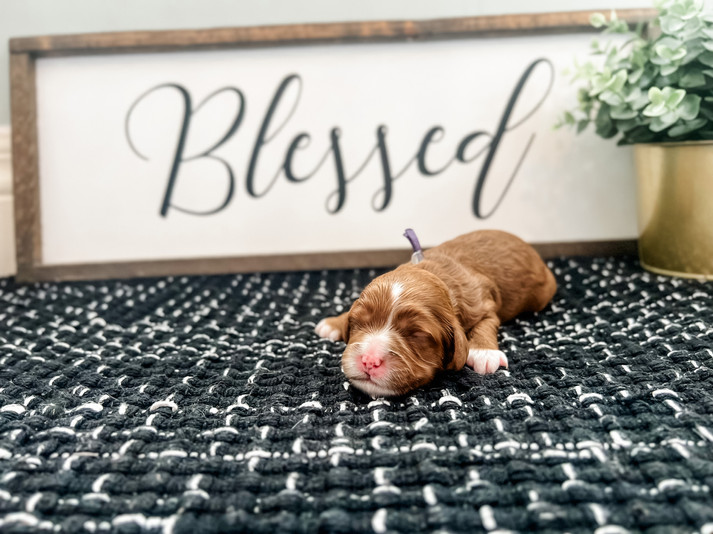 Breeder | Ruby's Cavapoos