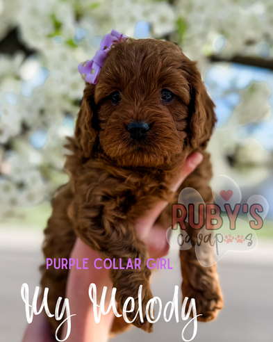 Breeder | Ruby's Cavapoos