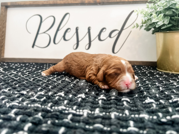 Breeder | Ruby's Cavapoos