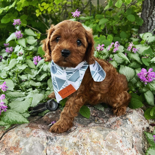 Breeder | Ruby's Cavapoos