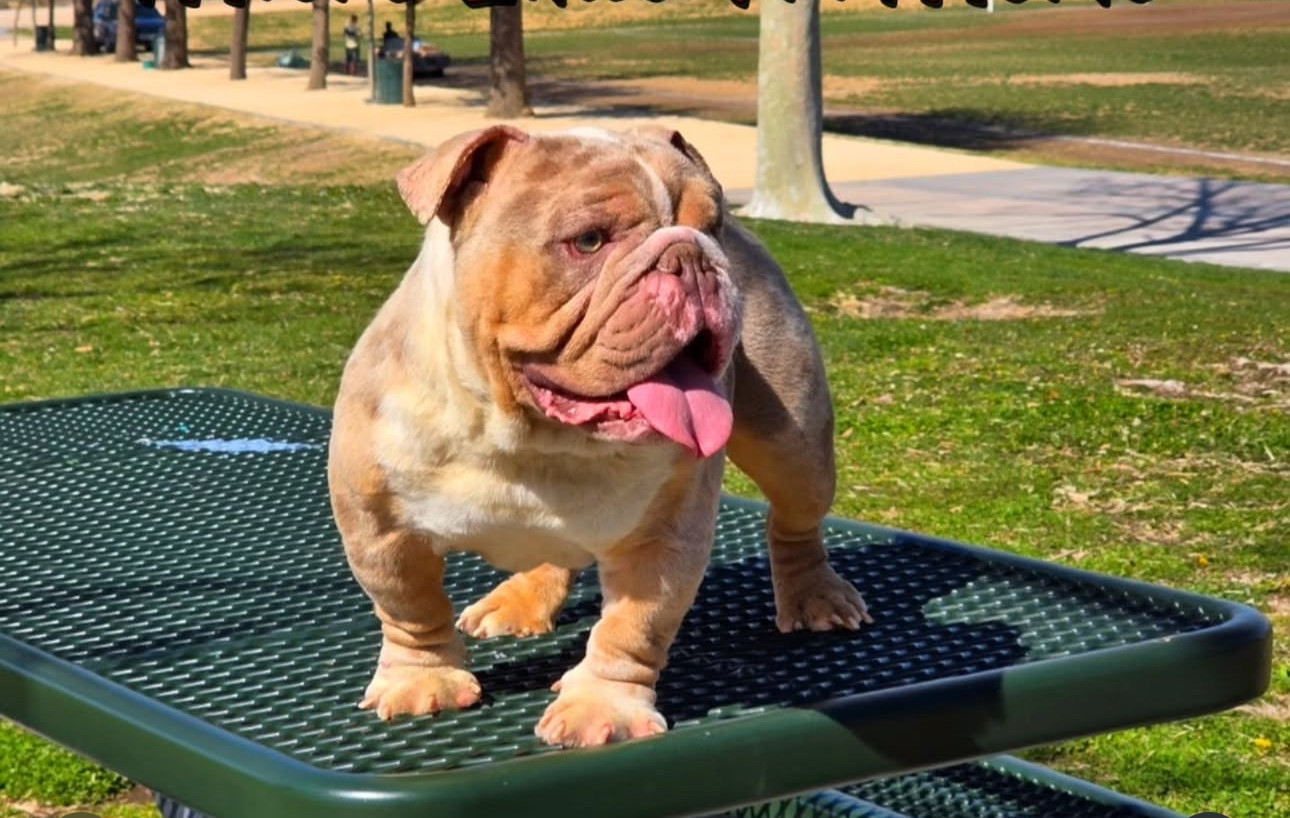 Backfire | Hotshot Bulldogs