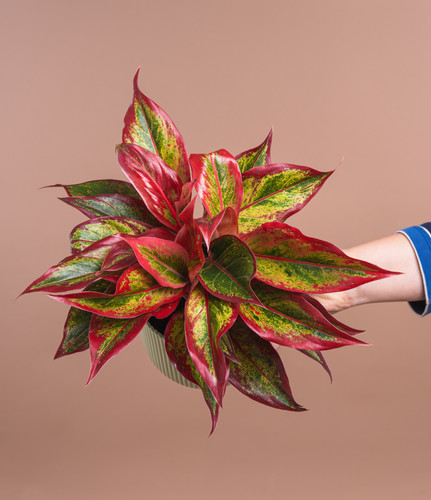 Aglaonema Crete Flame | elclubdelas plantas