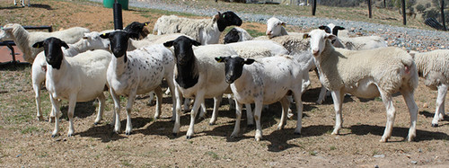 Ewe Lambs | Kia Ora Stud