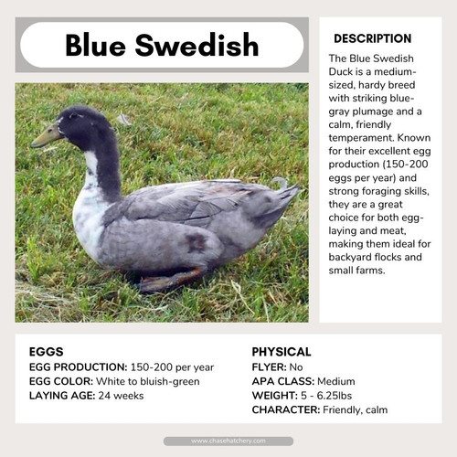 Blue Swedish Duck Blue Swedish Ducklings | Strombergs Chicks & Game