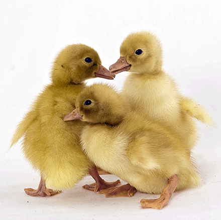 Ducklings | chasehatchery