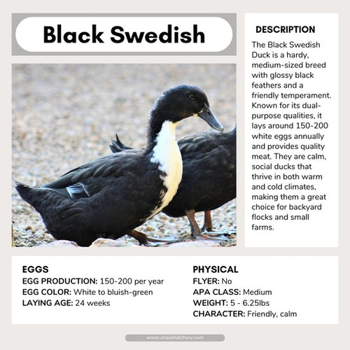 Black Swedish Duck | Chase Hatchery