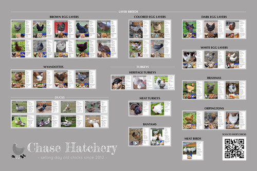 Breed Information Poster 20x30" | Chase Hatchery