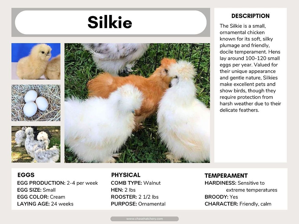 CHICKS | Chase Hatchery