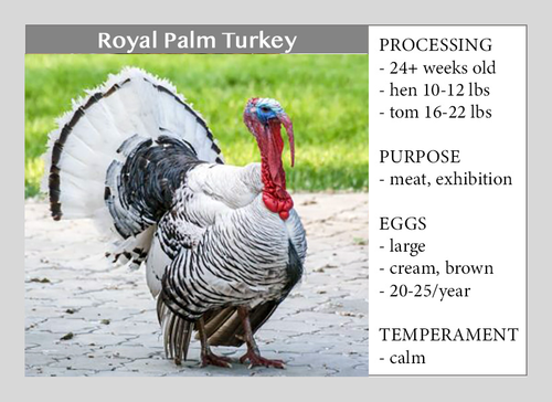 Royal Palm Heritage Turkey | Chase Hatchery