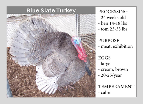 Blue Slate Heritage Turkey | Chase Hatchery