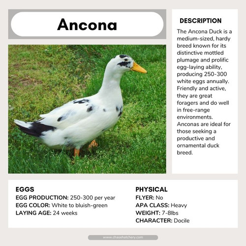 Ancona Duck | Chase Hatchery