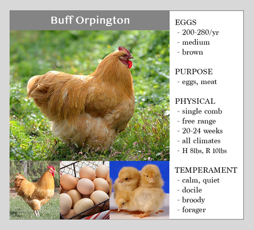 Buff Orpington | Chase Hatchery
