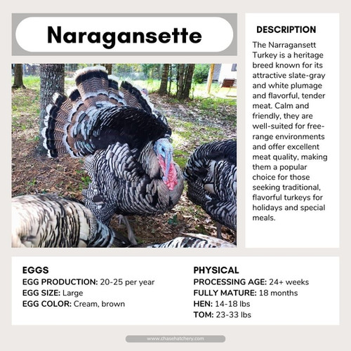 Narragansett Heritage Turkey | Chase Hatchery