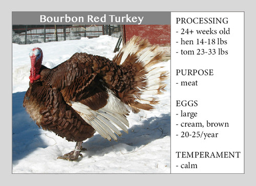 Bourbon Red Heritage Turkey | Chase Hatchery