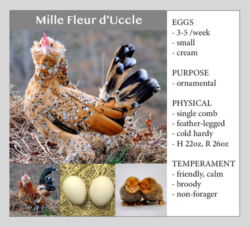 Mille Fleur d'Uccle | Chase Hatchery
